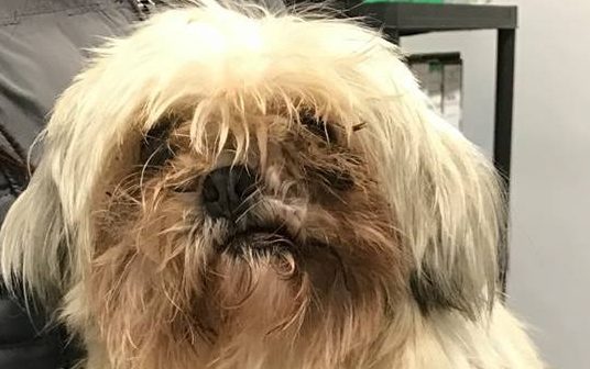 Adottata cagnolina lanciata dal finestrino dell'auto - Prima Treviglio Adottata cagnolina lanciata dal finestrino dell'auto - Prima Treviglio